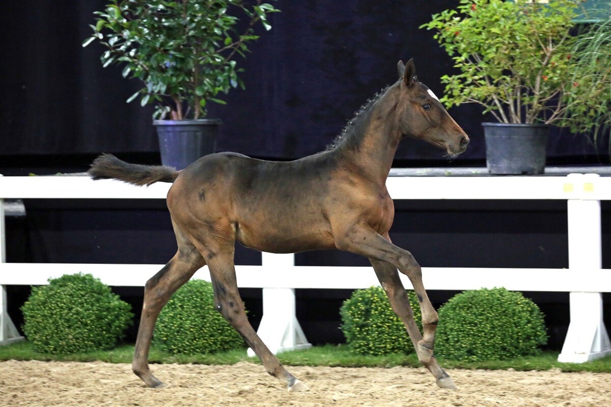Galop.be - Flanders veilt Chacco Blue uit zus van Emerald voor 60.000 euro