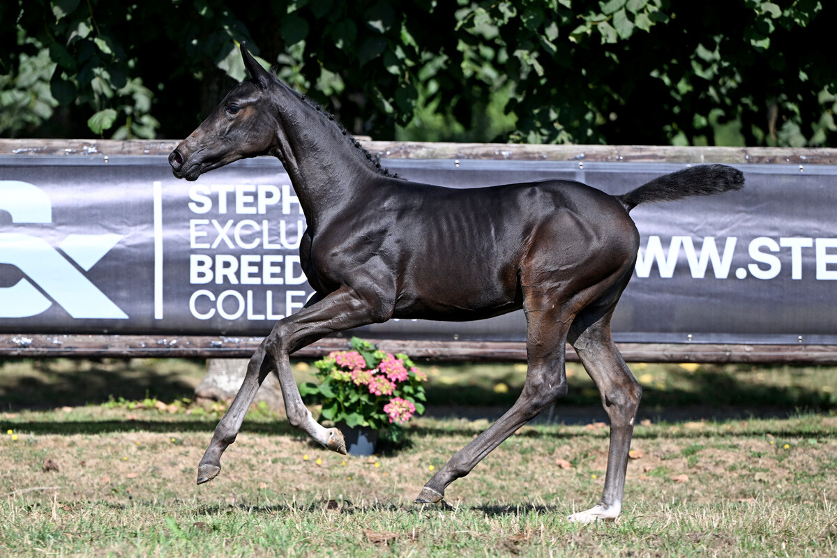 Galop.be - Stephex Exclusive Breeding Collection: genen van ...