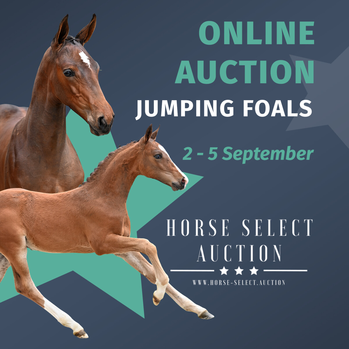 Galop.be - Laatste dag om te bieden bij Horse Select Auction!