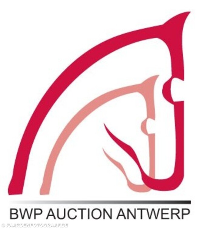 Galop.be - Extra showproeven BWP Auction Antwerp
